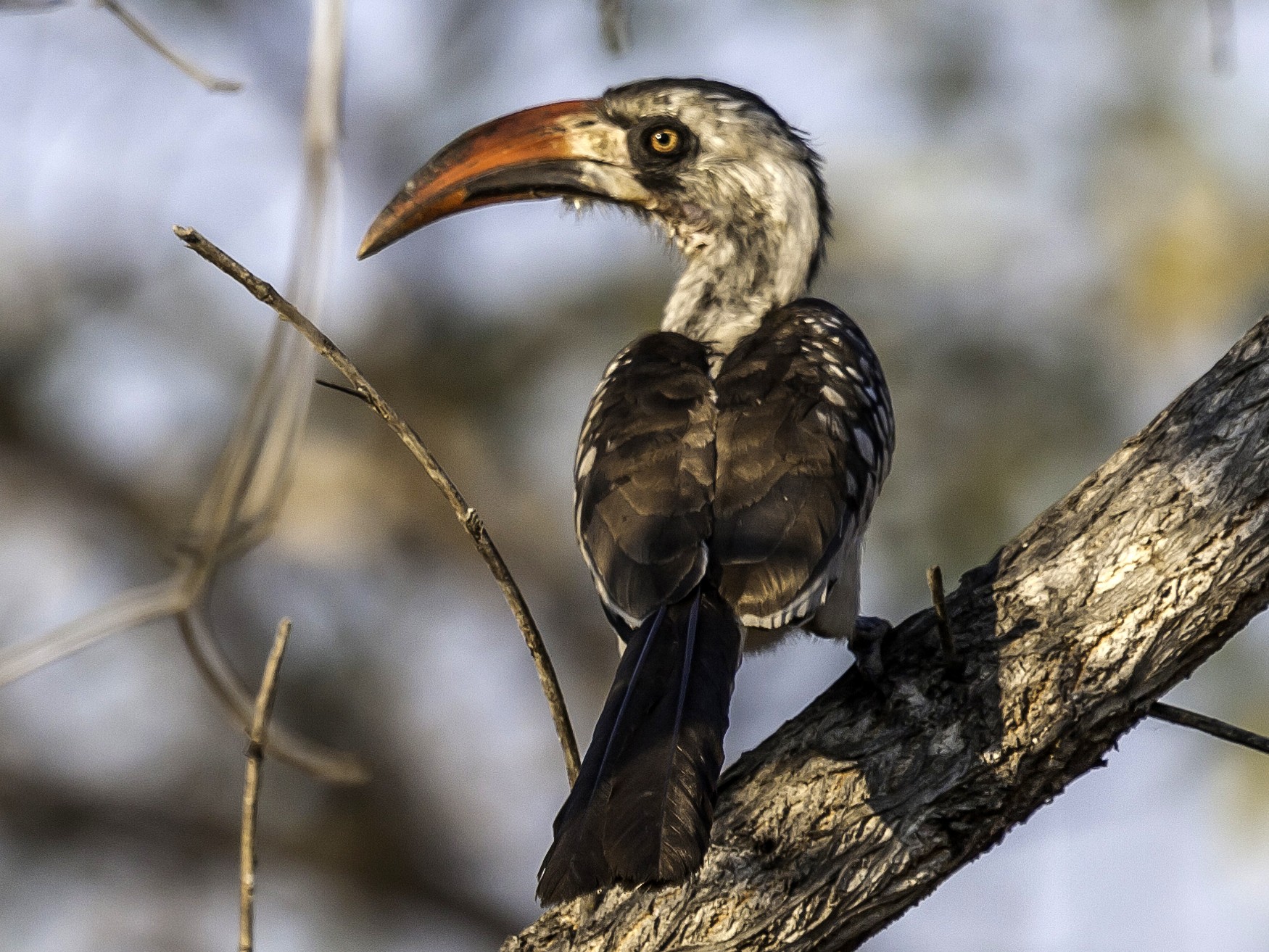 Tanzanian Red-billed Hornbill - eBird