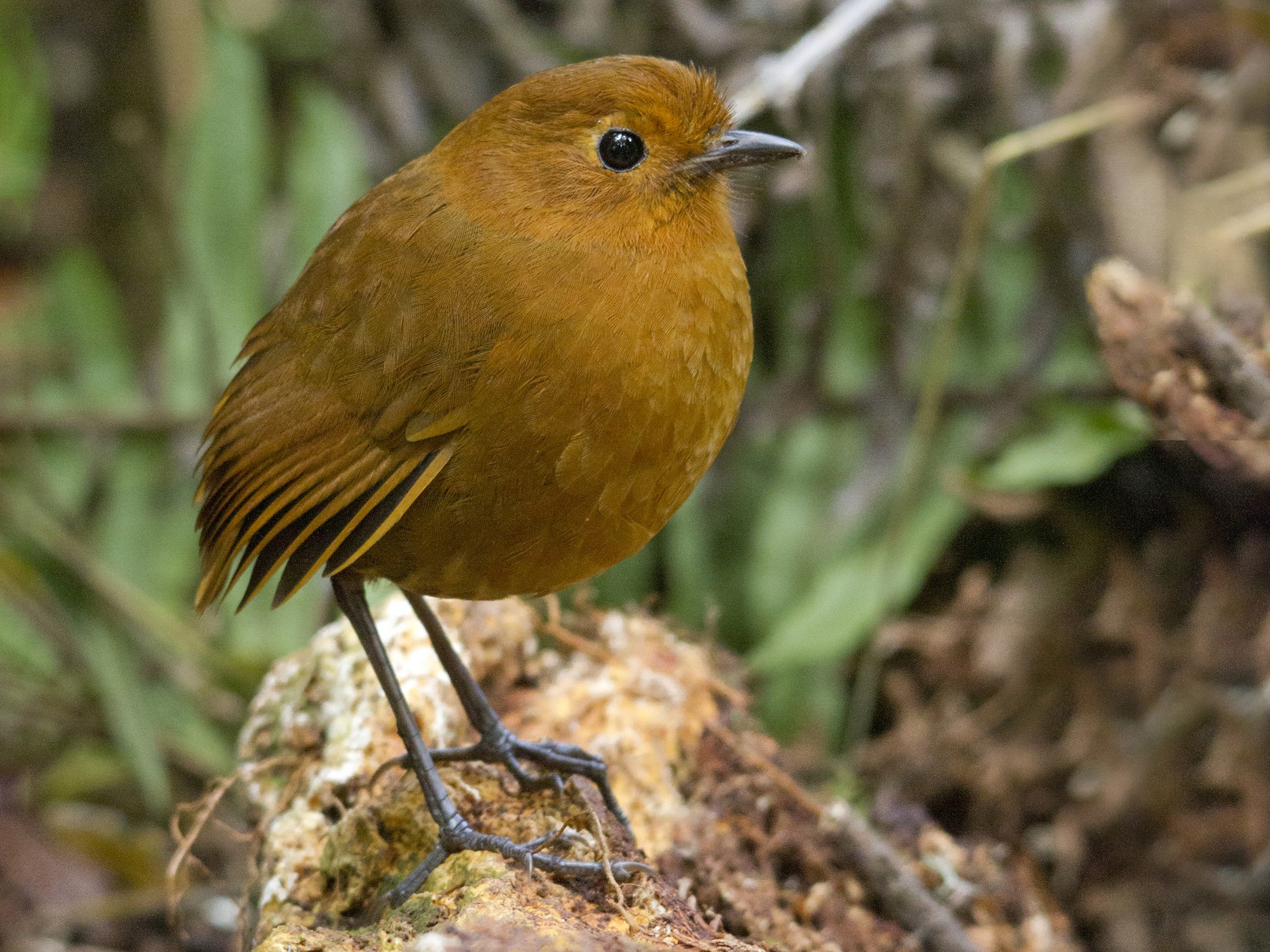 Equatorial Antpitta - eBird