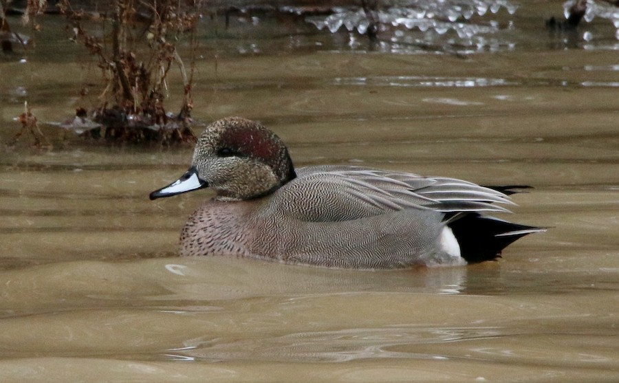 Gadwall x American Wigeon (hybrid) - eBird