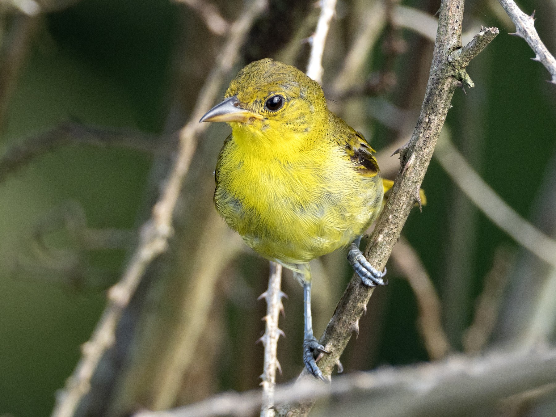 Yellow-backed Tanager - eBird