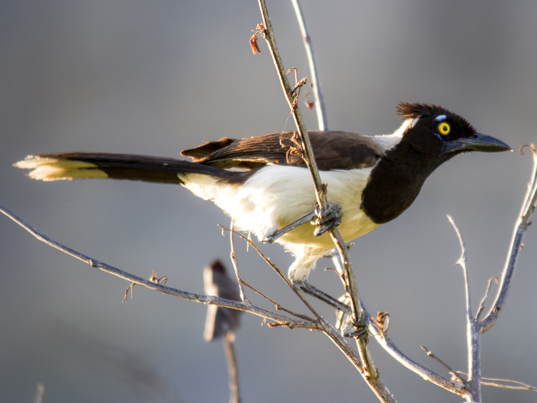 White-naped Jay - eBird