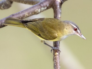 Yellow-green Vireo - Vireo flavoviridis - Birds of the World