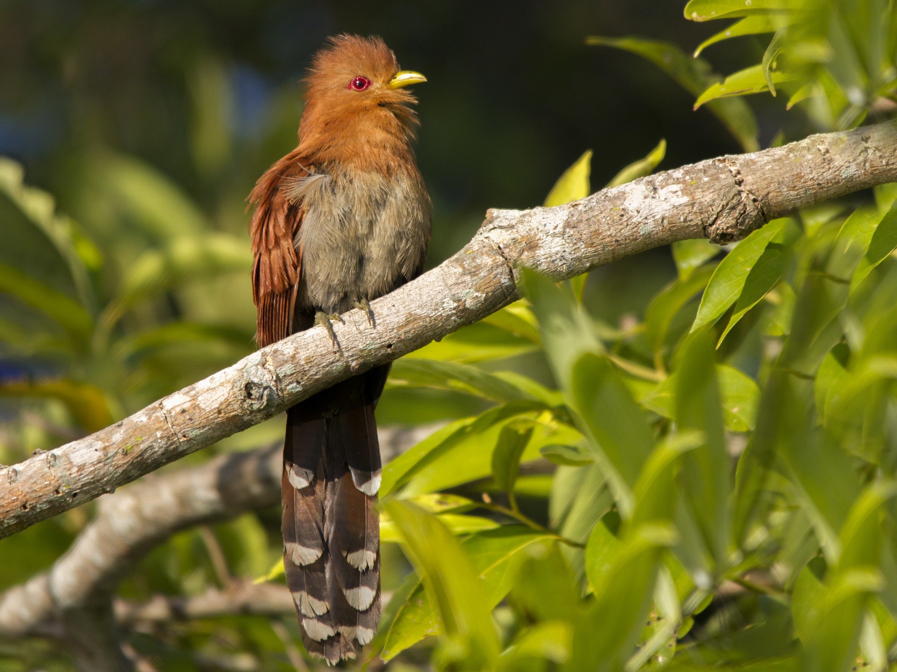 Little Cuckoo - eBird
