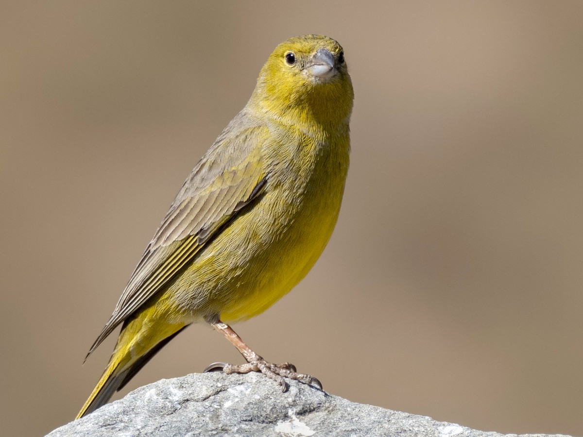 Green and yellow birds store