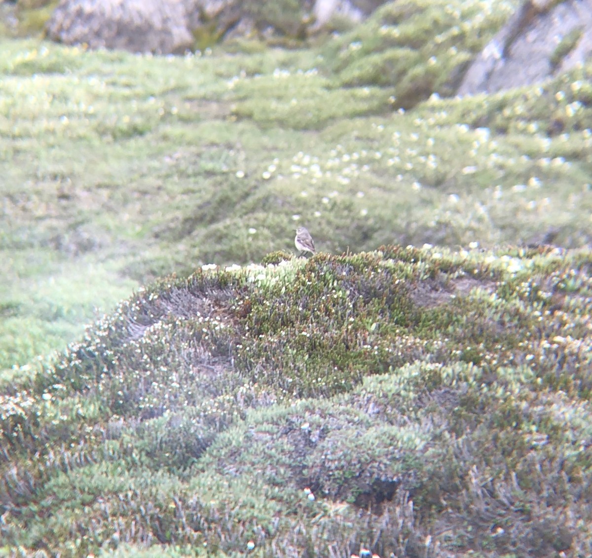 eBird Checklist - 21 Jul 2020 - Jasper National Park--Wilcox Pass Trail ...