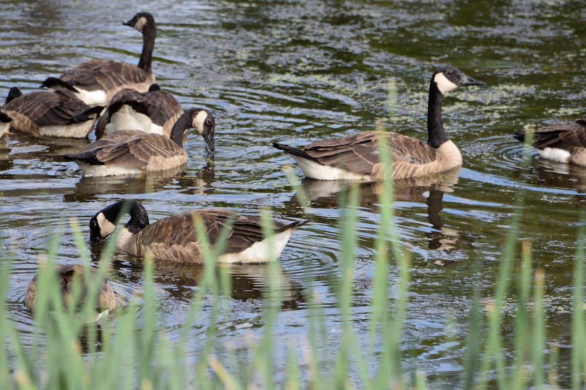 eBird Checklist - 20 Jul 2020 - Parc du Lac-Beauchamp - 18 species