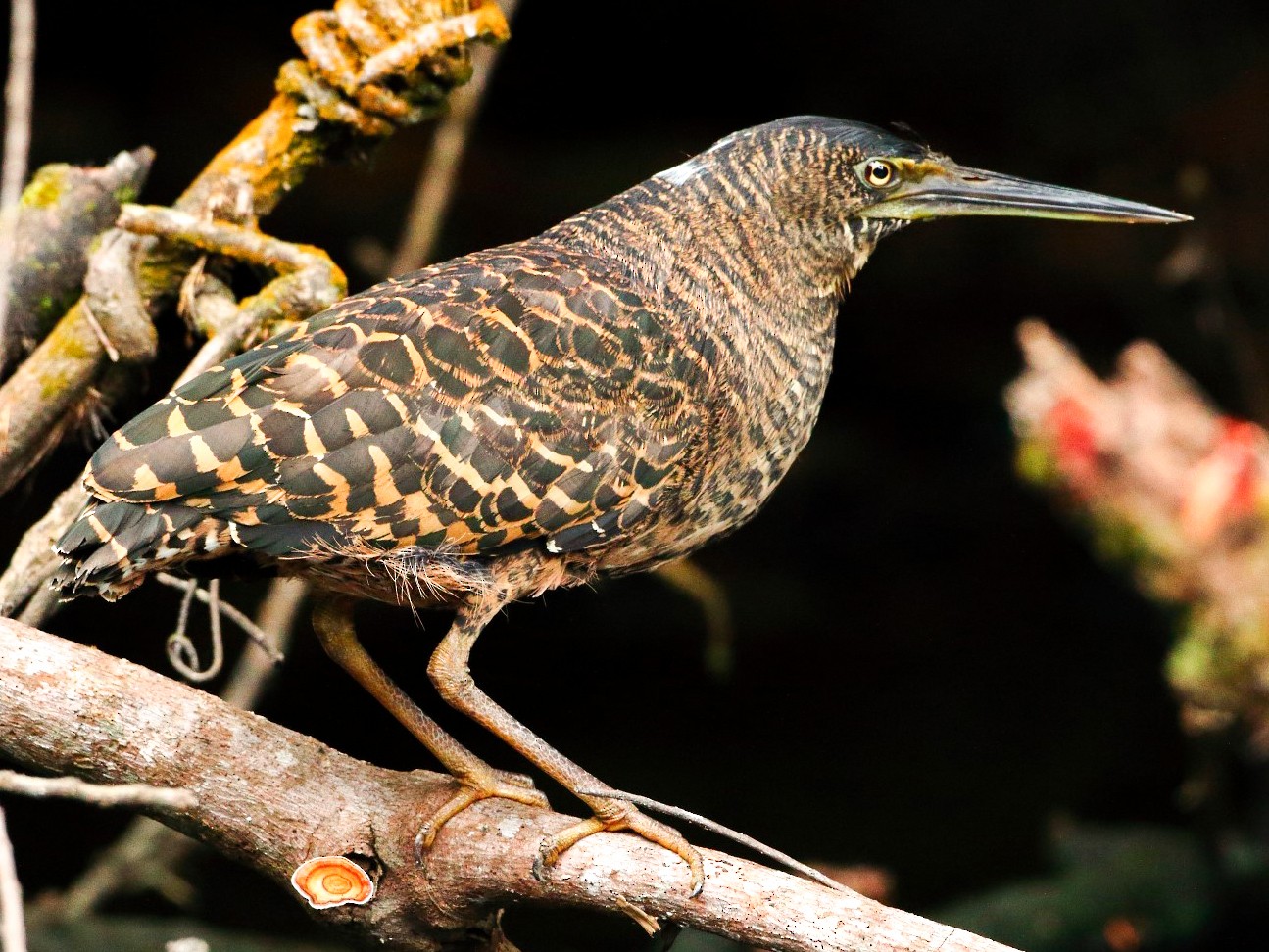 White-crested Tiger-Heron - eBird