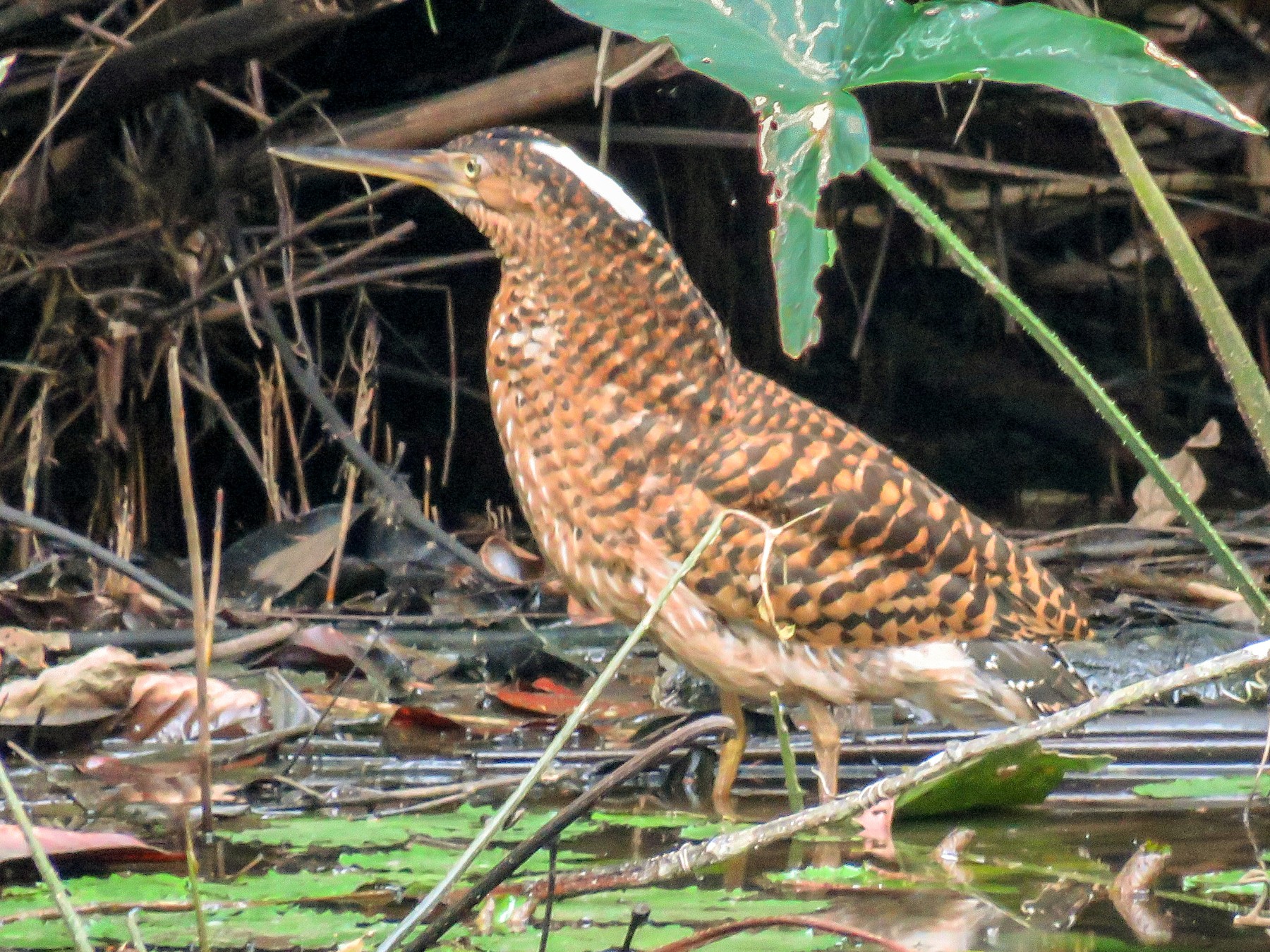 White-crested Tiger-Heron - eBird