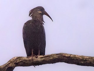 Olive Ibis - Bostrychia olivacea - Birds of the World