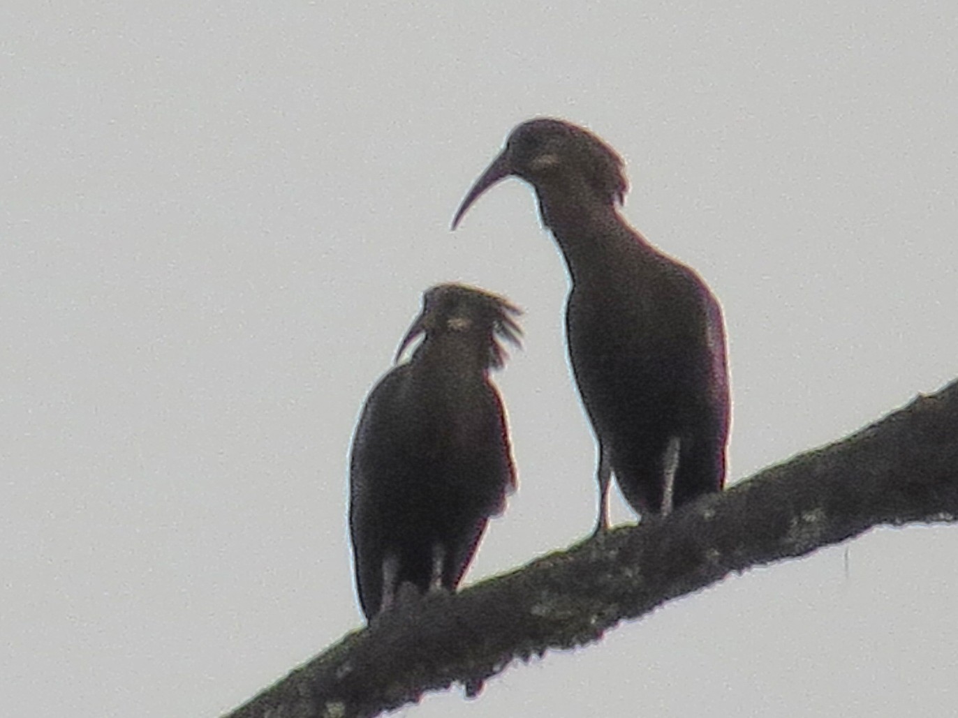 Olive Ibis - eBird