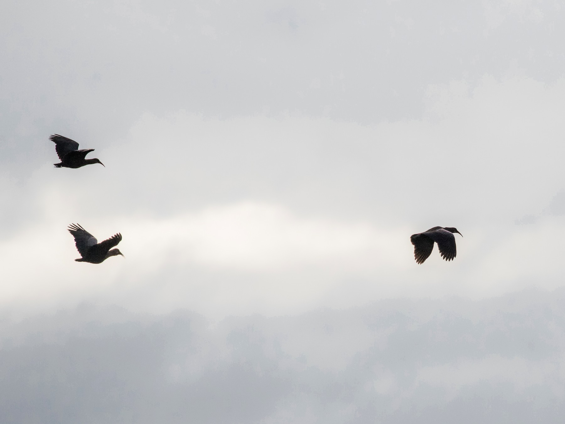 Olive Ibis - eBird