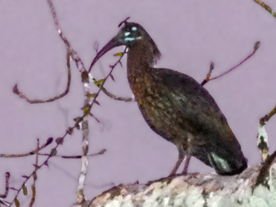 Spot-breasted Ibis - eBird