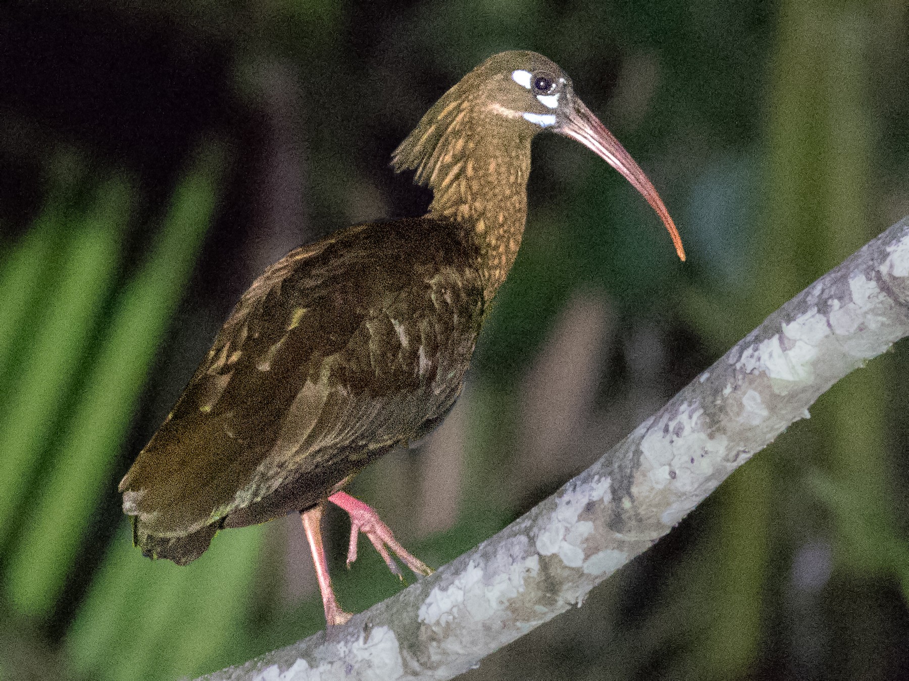 Spot-breasted Ibis - eBird