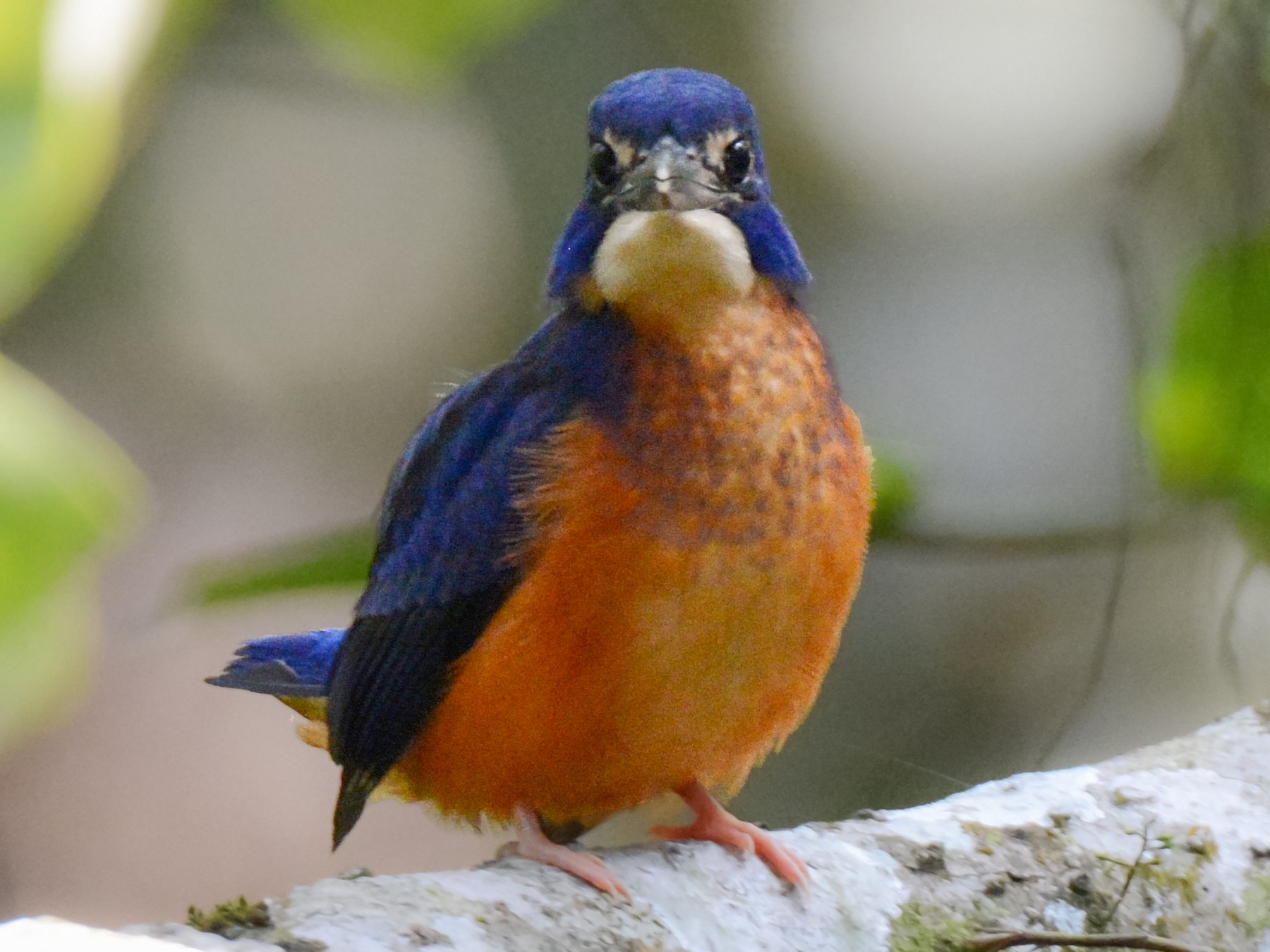 Shining-blue Kingfisher - eBird