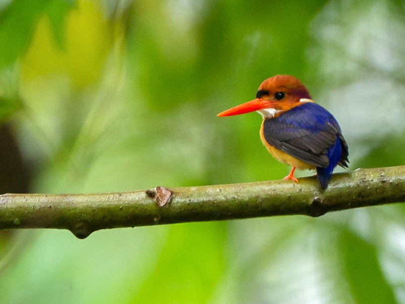 African Dwarf Kingfisher - eBird