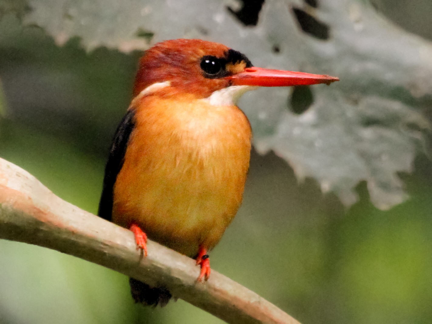 African Pygmy Kingfisher
