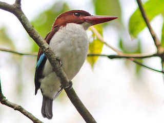 Chocolate-backed Kingfisher - eBird
