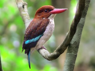 Chocolate-backed Kingfisher - eBird