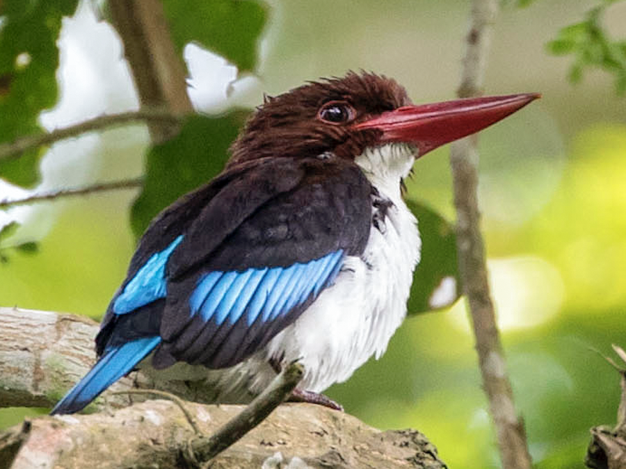 Chocolate-backed Kingfisher - eBird