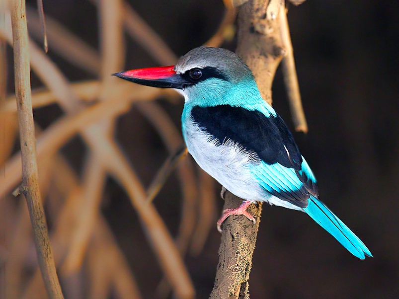 Blue-breasted Kingfisher - eBird