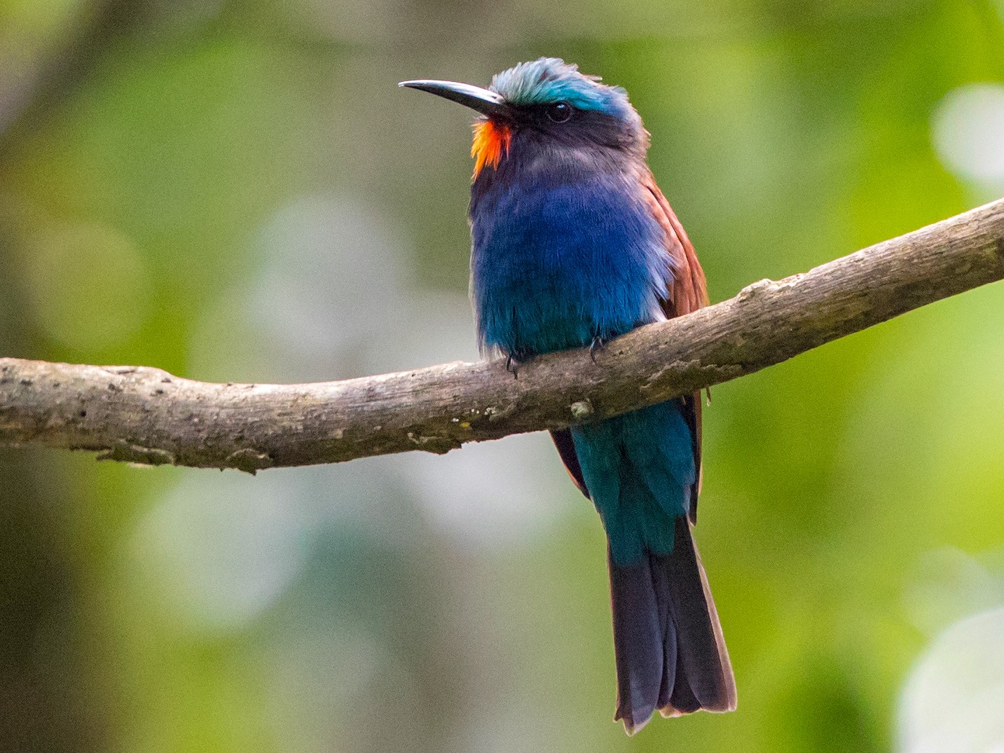 Blue-headed Bee-eater - eBird