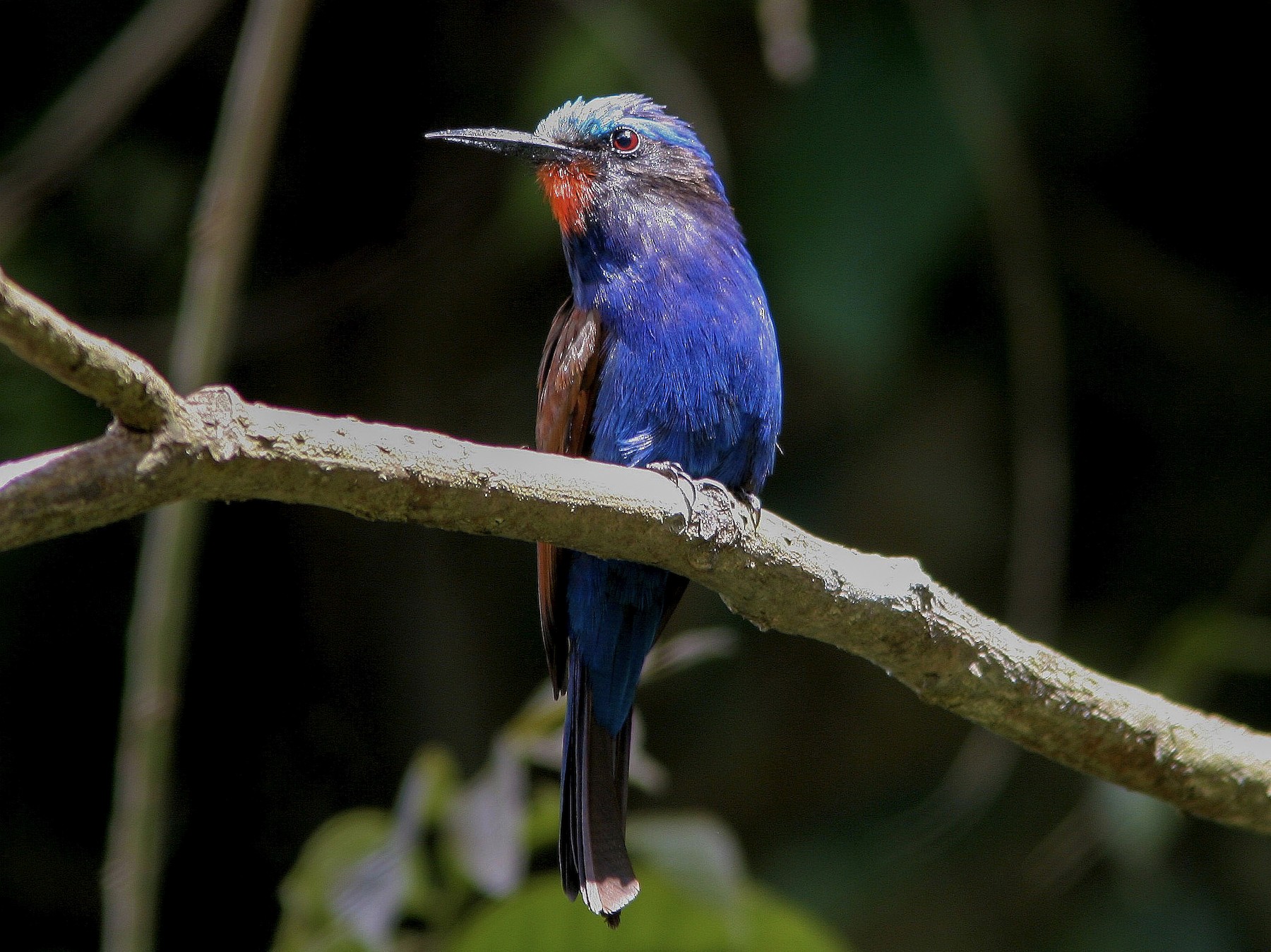 Blue-headed Bee-eater - eBird