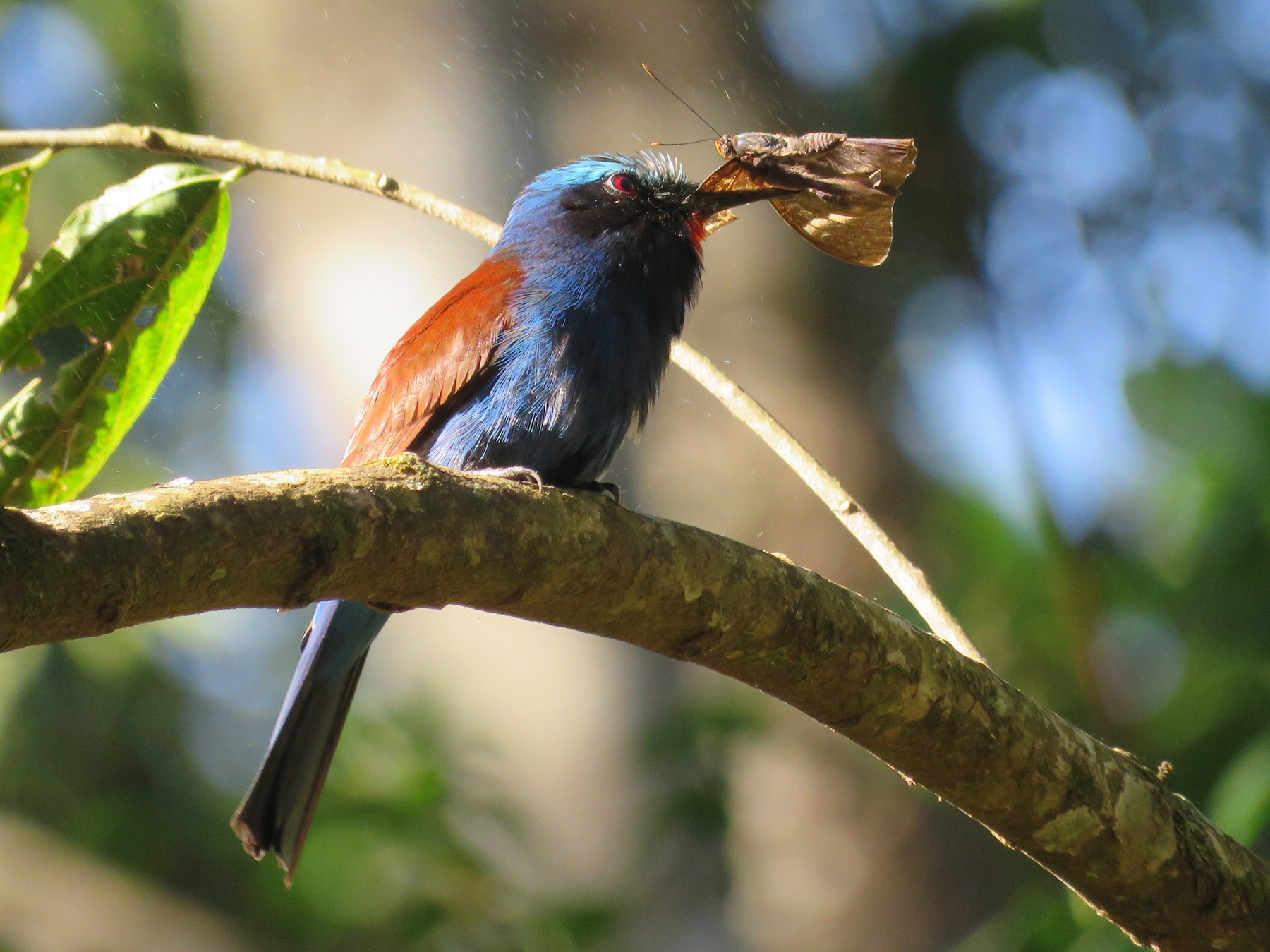 Blue-headed Bee-eater - eBird