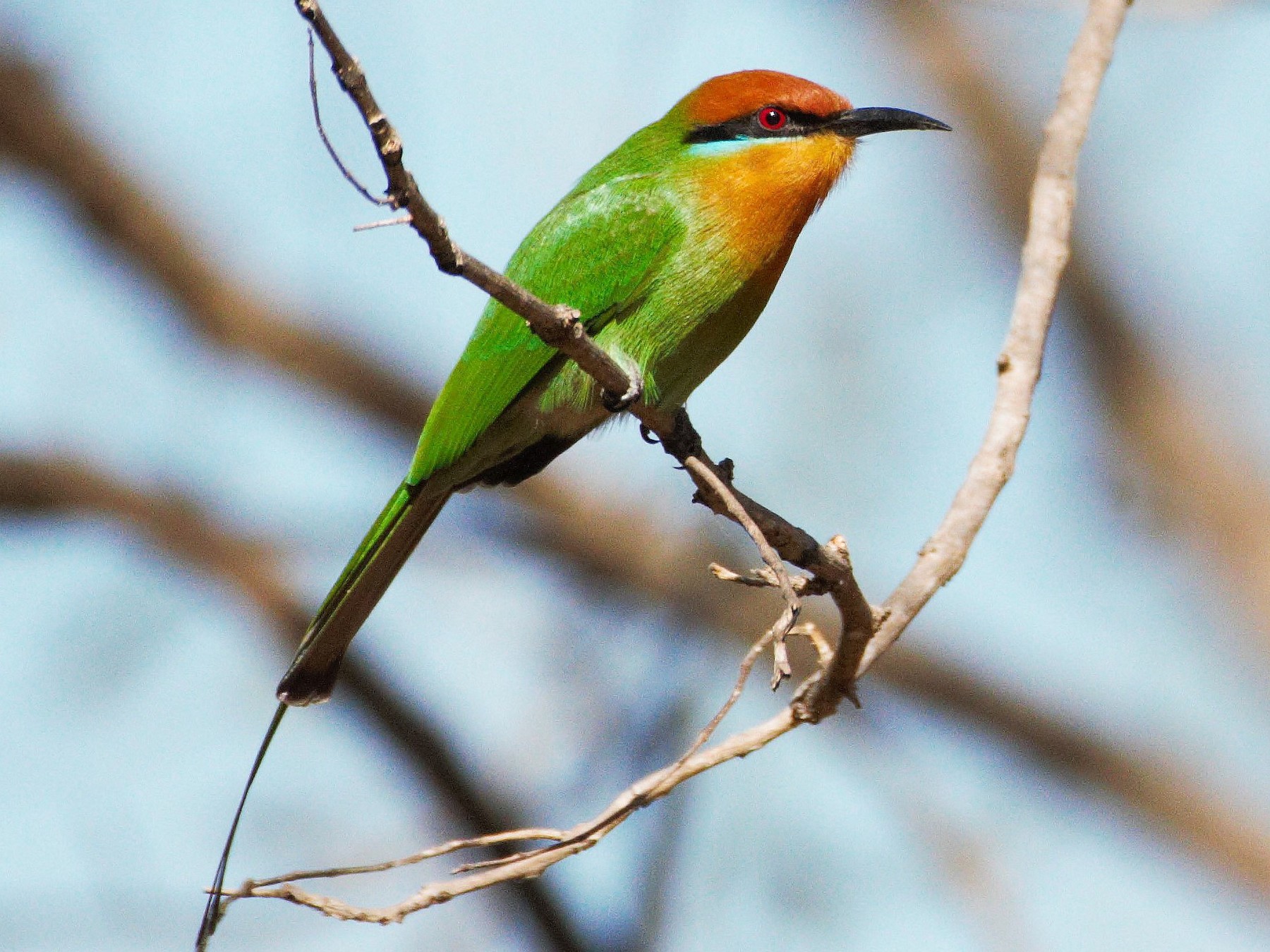 Böhm's Bee-eater - eBird