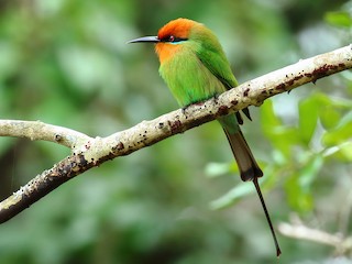Böhm's Bee-eater - eBird
