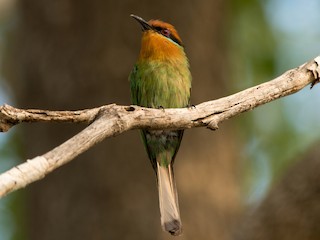 Böhm's Bee-eater - eBird