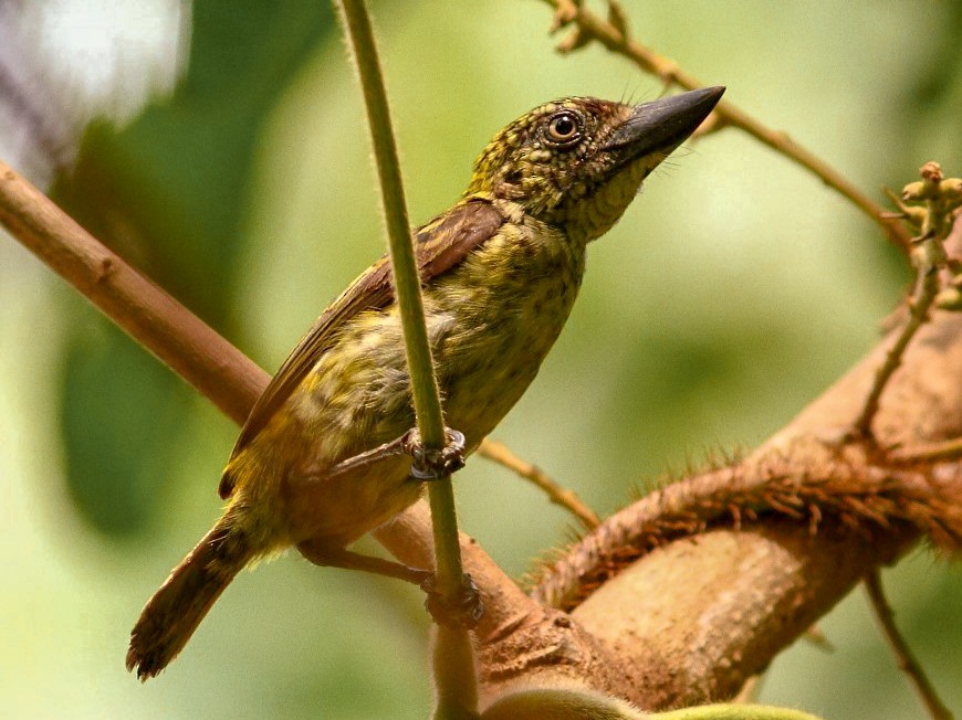 Speckled Tinkerbird - eBird