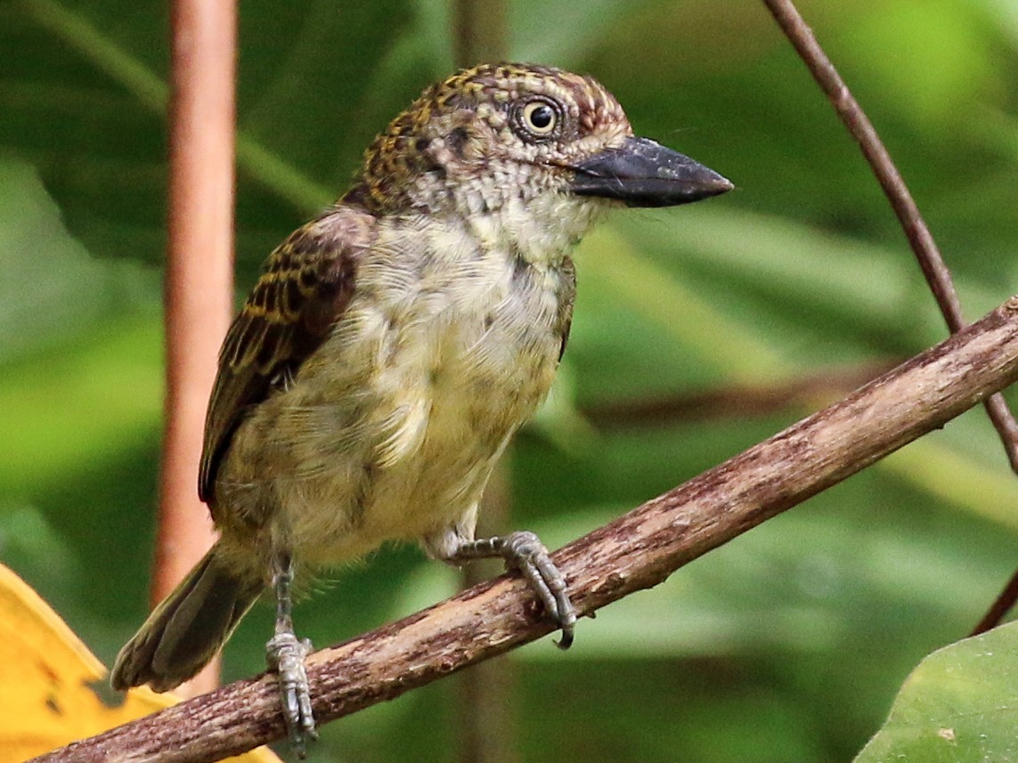 Speckled Tinkerbird - eBird
