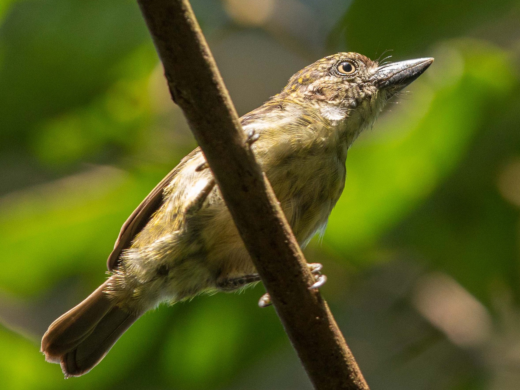 Speckled Tinkerbird - eBird