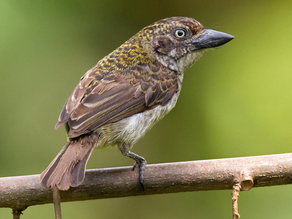 Speckled Tinkerbird - eBird