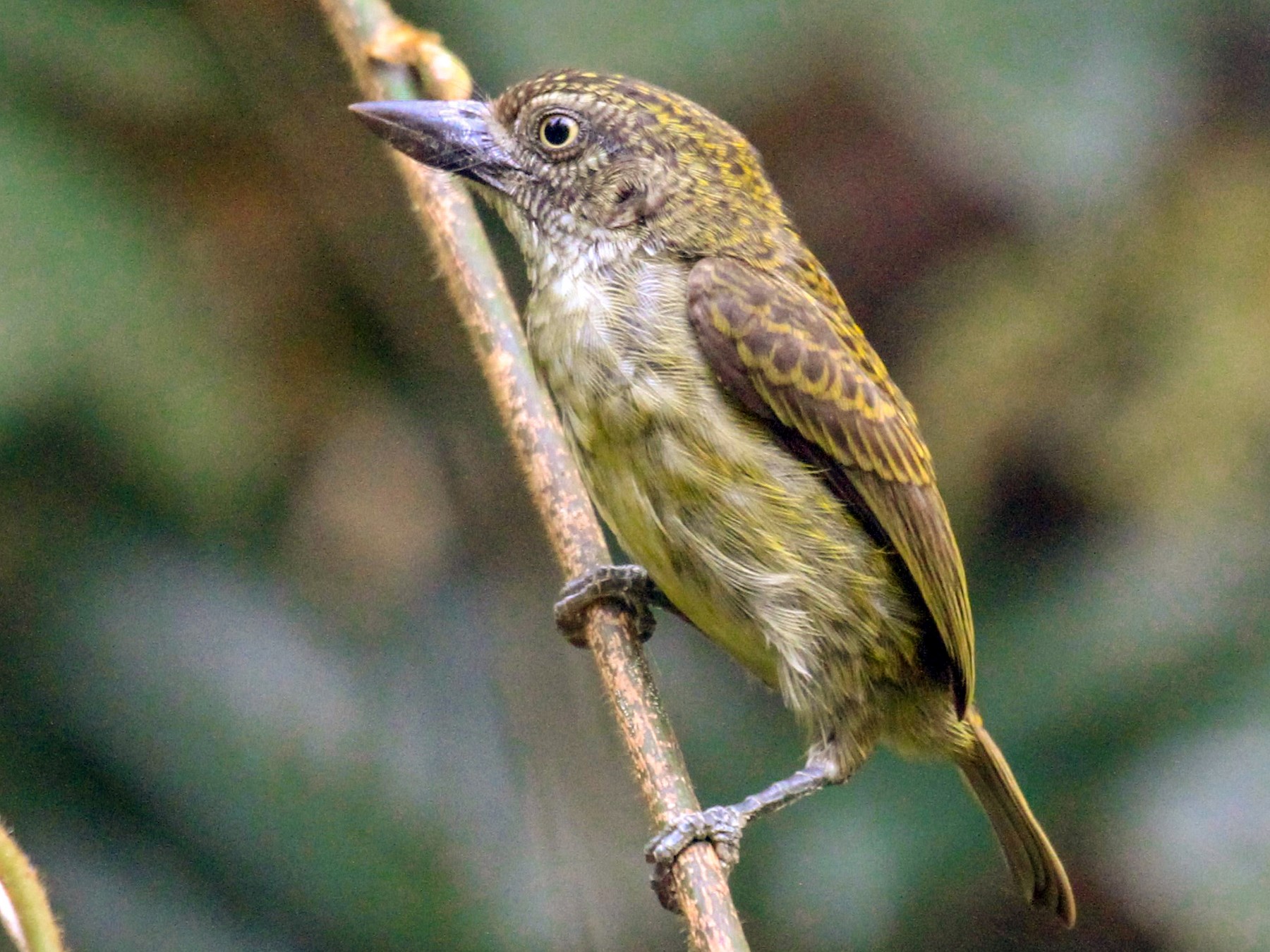 Speckled Tinkerbird - eBird