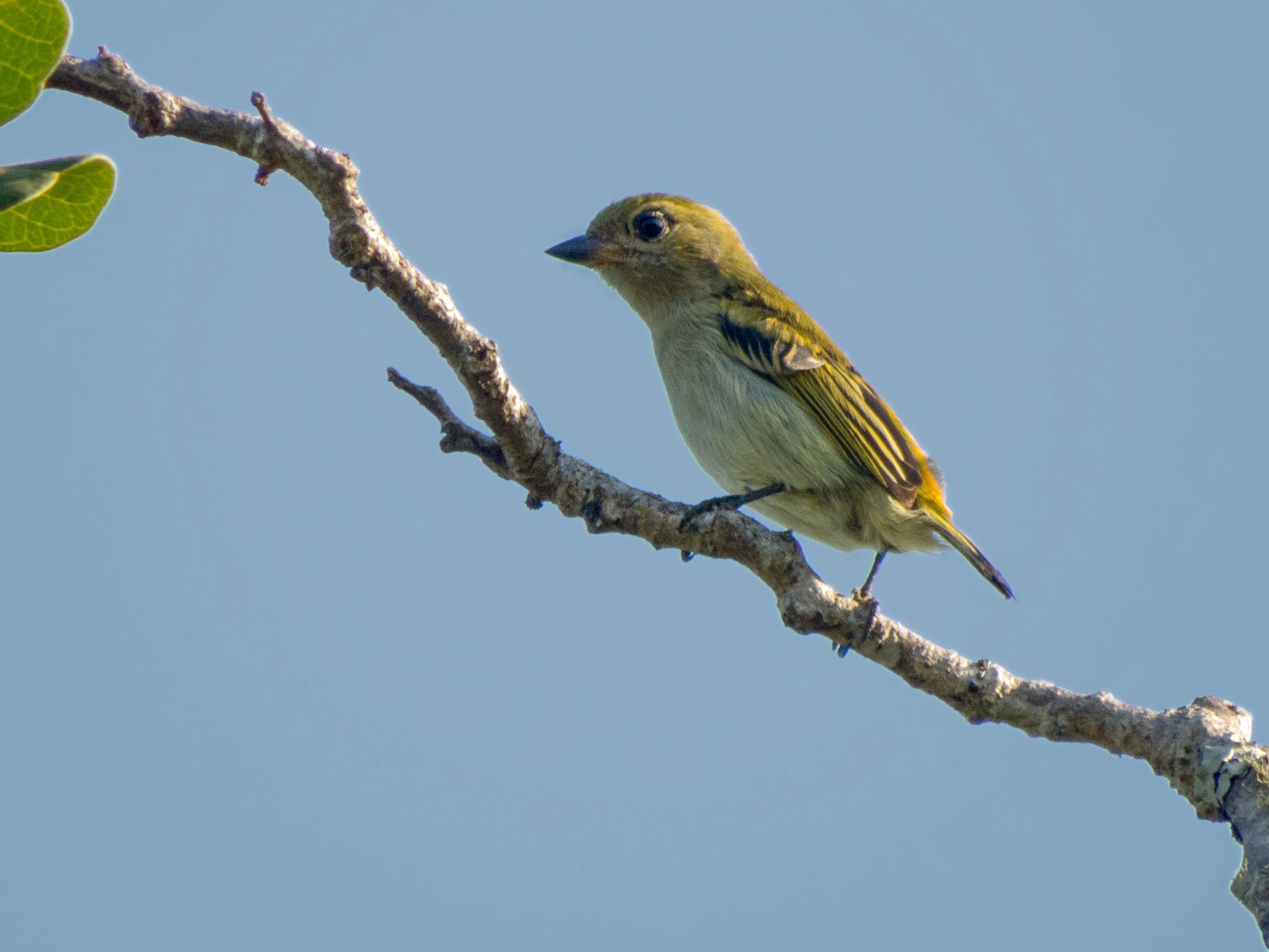 Green Tinkerbird - eBird