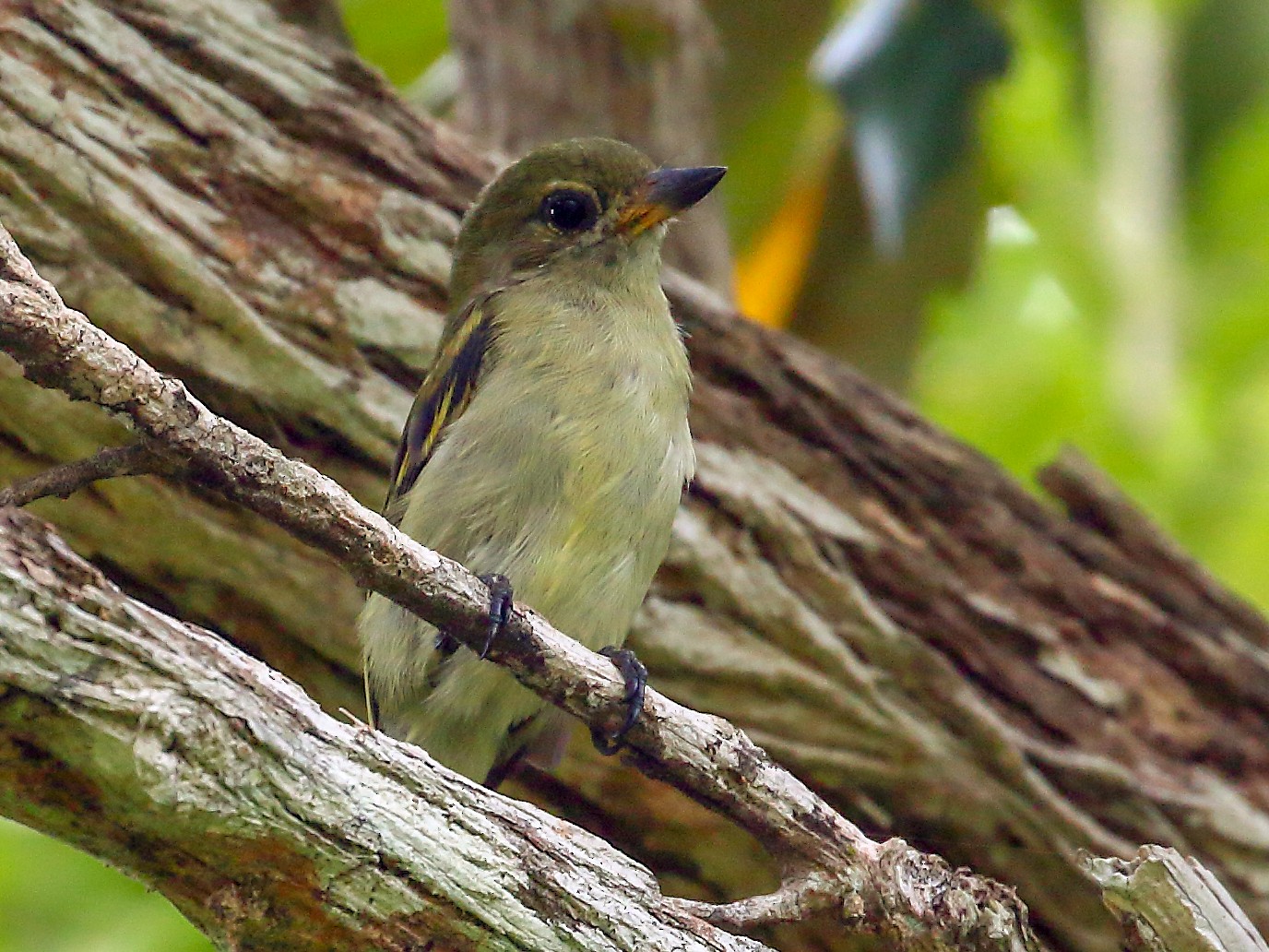 Green Tinkerbird - eBird