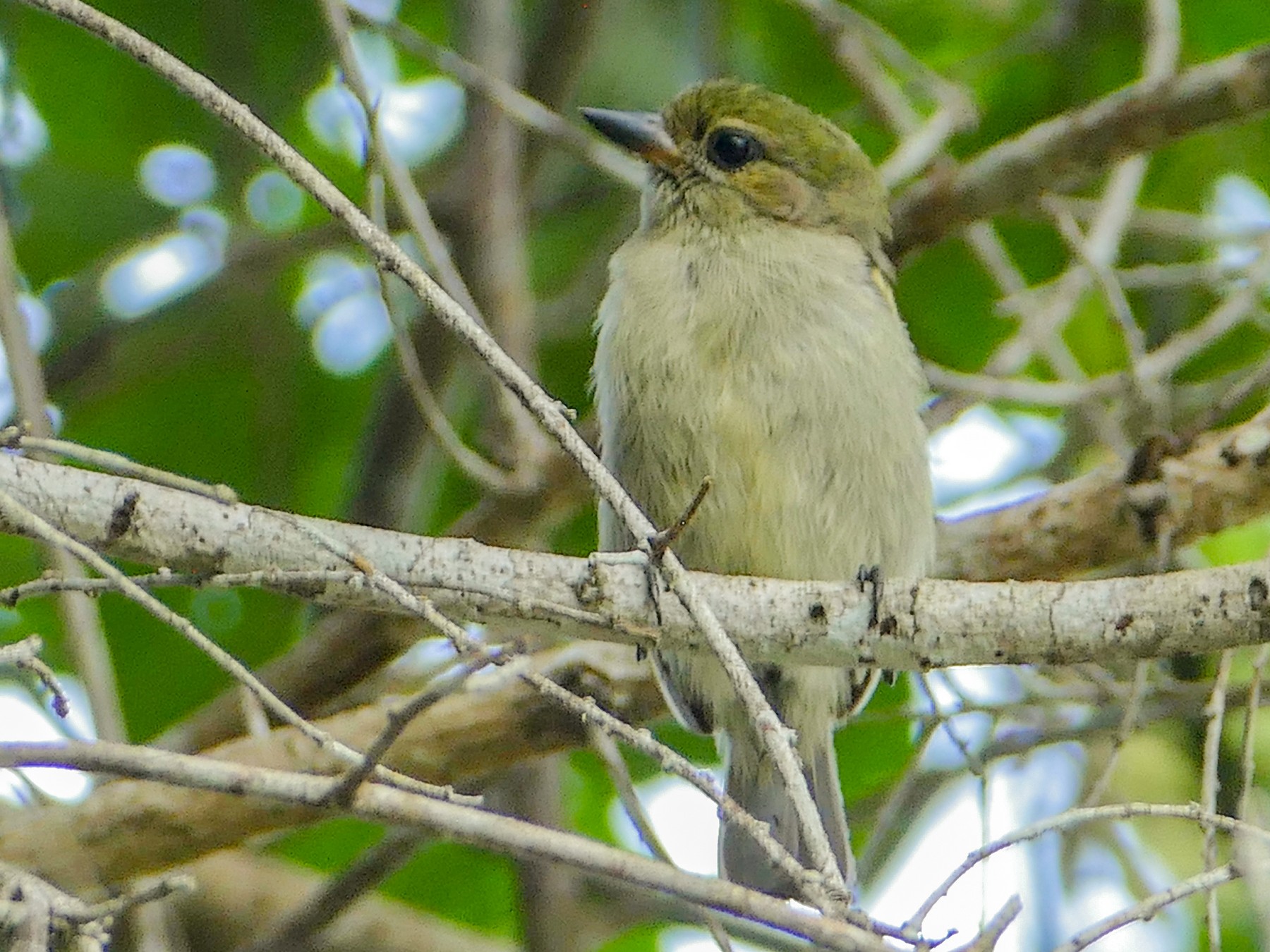 Green Tinkerbird - eBird