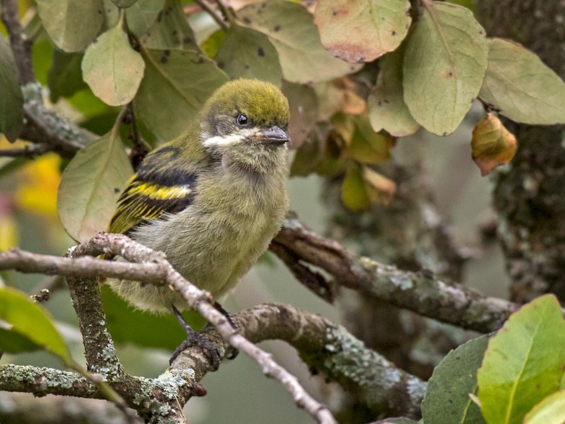 Moustached Tinkerbird - eBird
