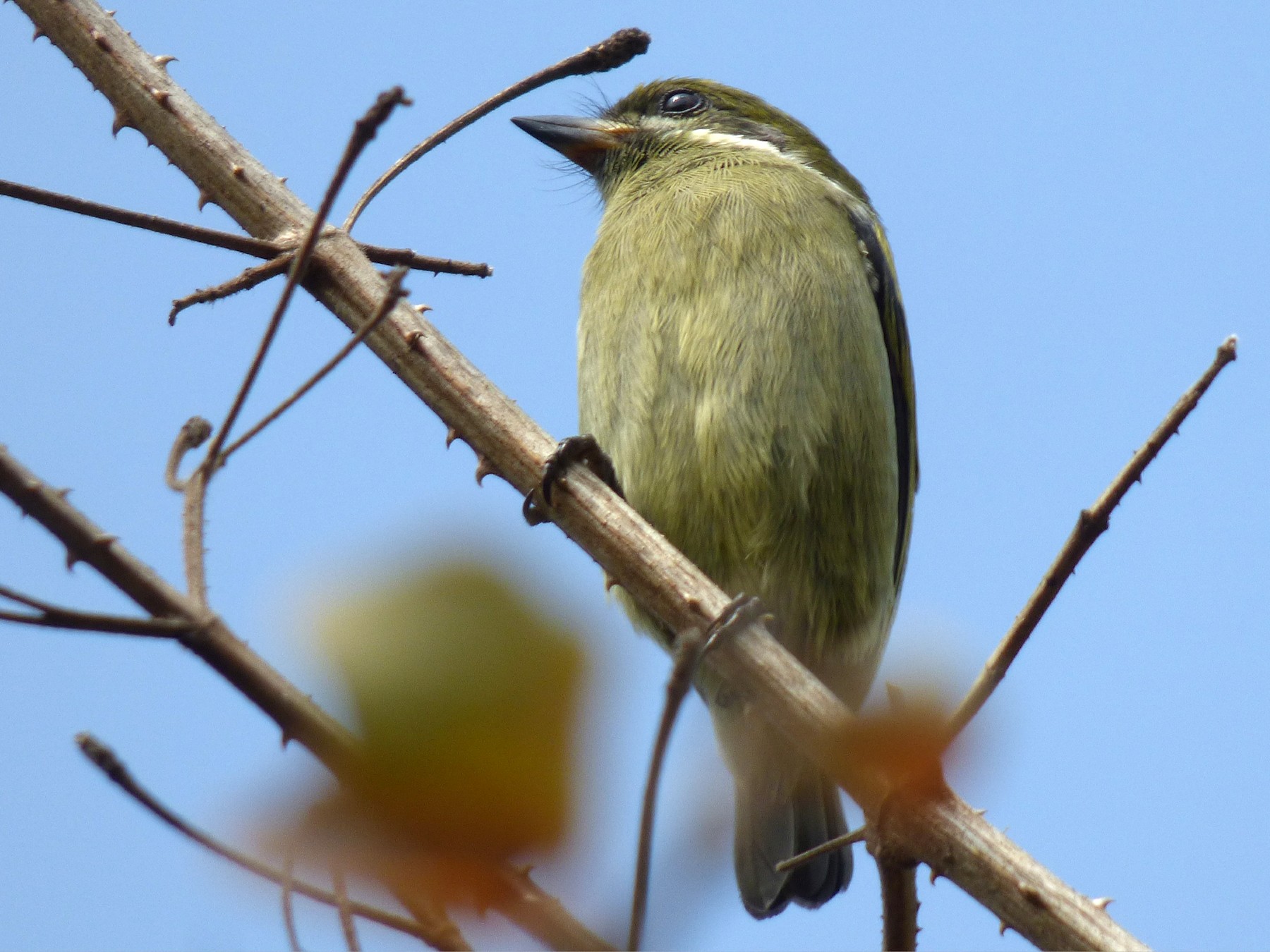 Moustached Tinkerbird - eBird