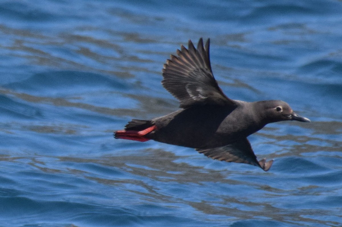 eBird Checklist - 12 Jul 2020 - Santa Barbara Island (SBA Co.) - 9 species
