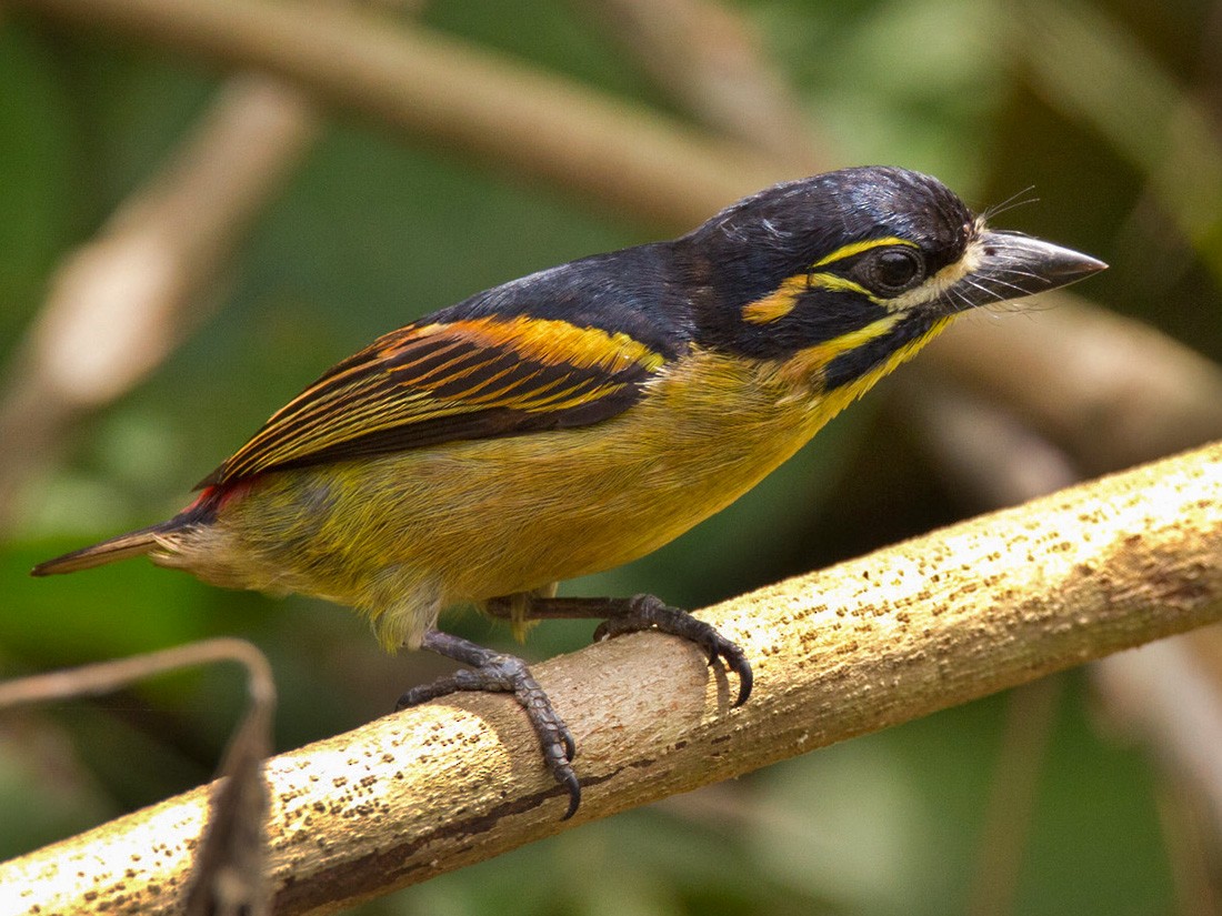 Red-rumped Tinkerbird - eBird