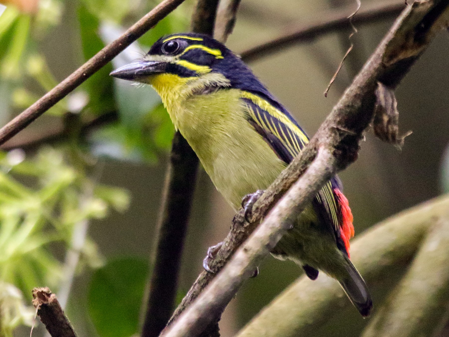 Red-rumped Tinkerbird - eBird