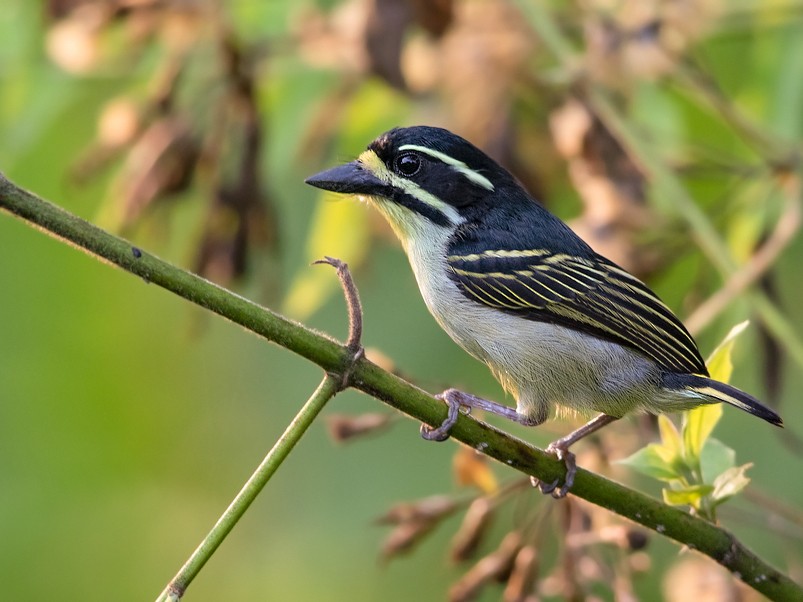 Yellow-throated Tinkerbird - eBird