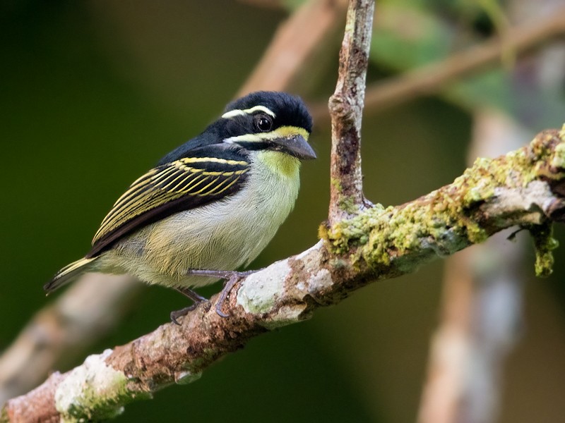 Yellow-throated Tinkerbird - eBird