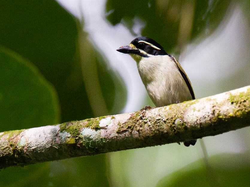 Yellow-throated Tinkerbird - eBird