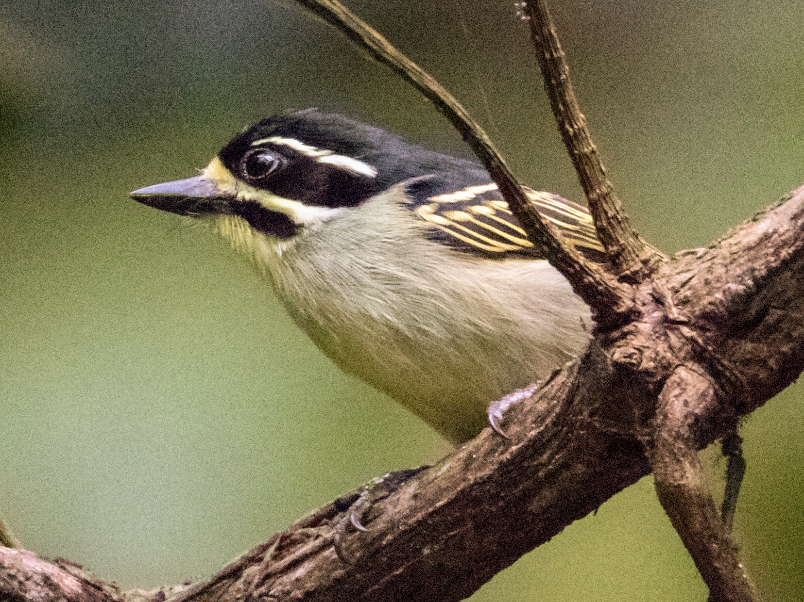 Yellow-throated Tinkerbird - eBird