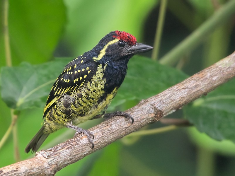 Yellow-spotted Barbet - eBird