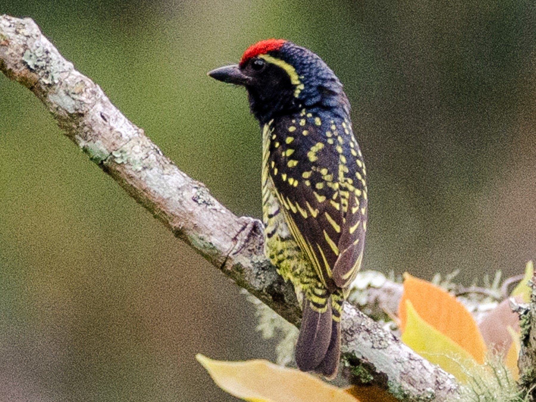 Yellow-spotted Barbet - eBird
