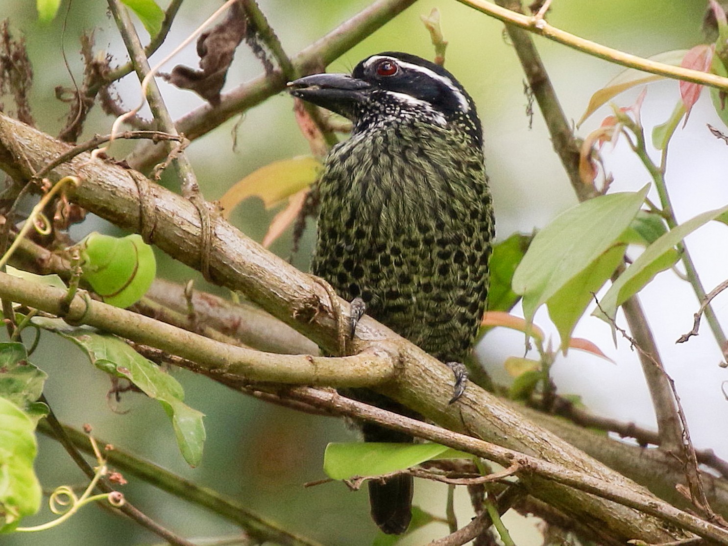 Hairy-breasted Barbet - eBird